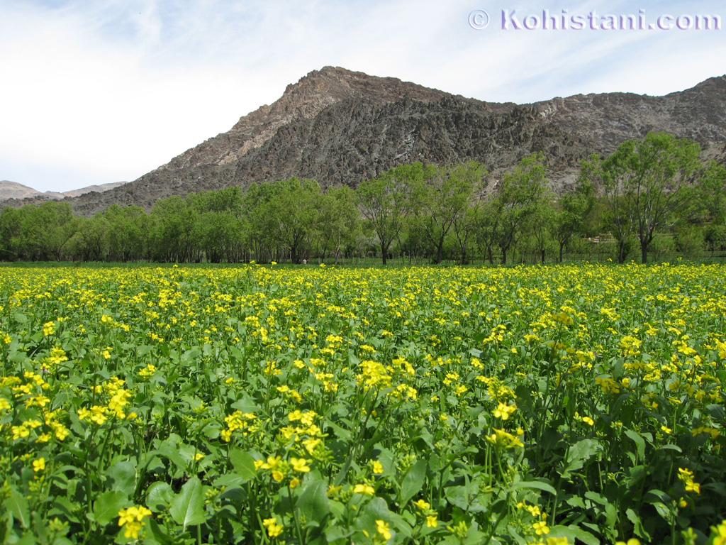 Kohistan Gallery April 2008